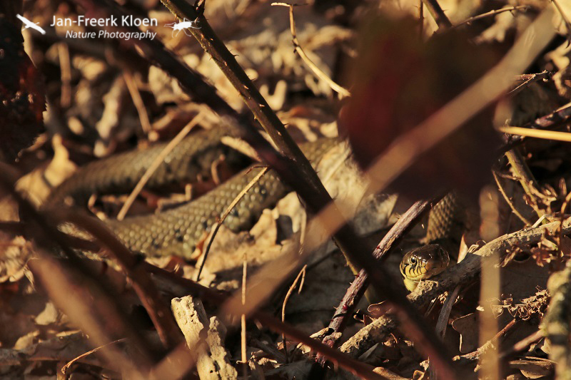 Gevlekte ringslangen zijn weer wakker – JFK Natuurblog