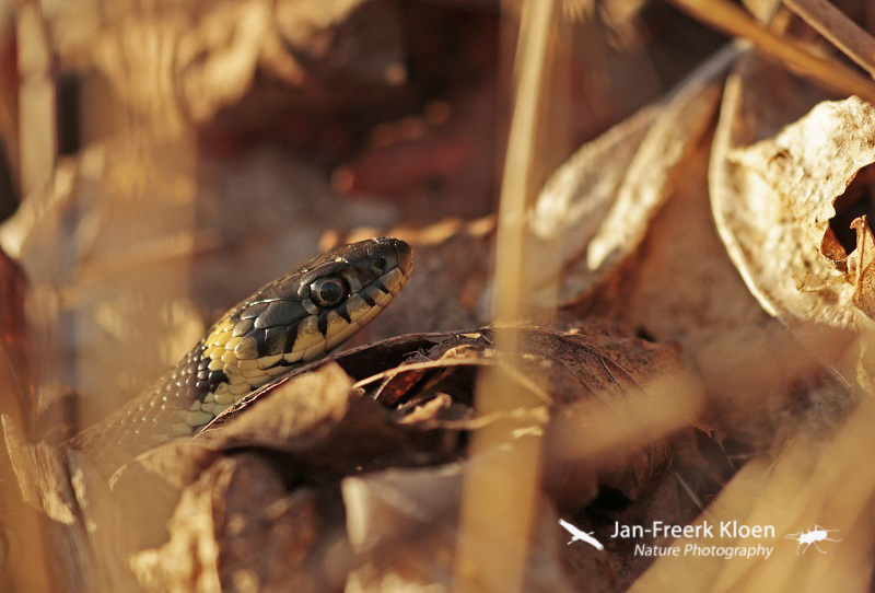 Gevlekte ringslangen zijn weer wakker – JFK Natuurblog