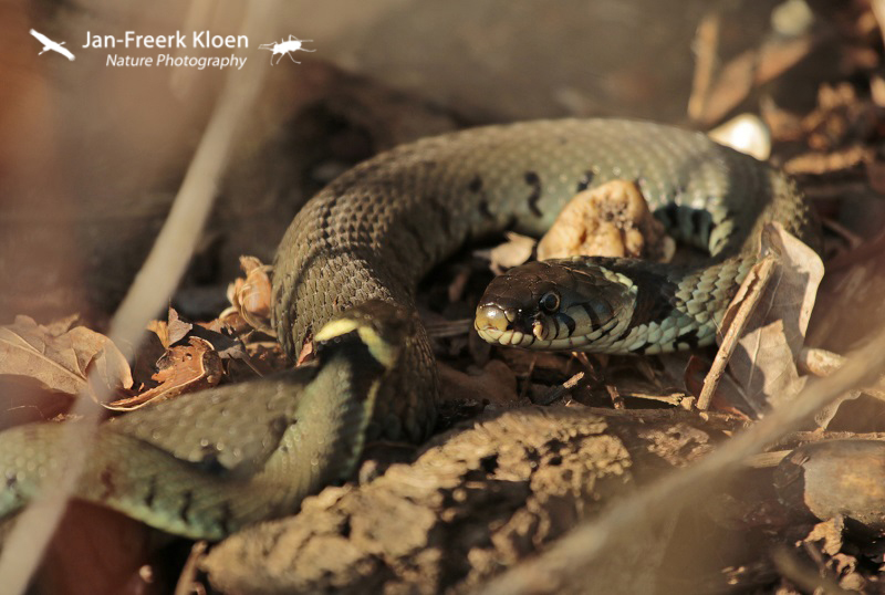 Gevlekte ringslangen Wageningse Berg – JFK Natuurblog