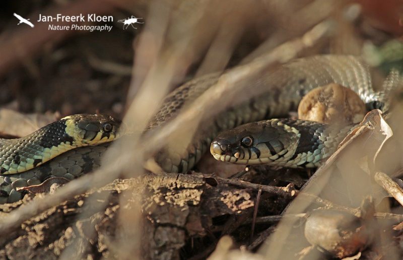Gevlekte ringslangen Wageningse Berg – JFK Natuurblog