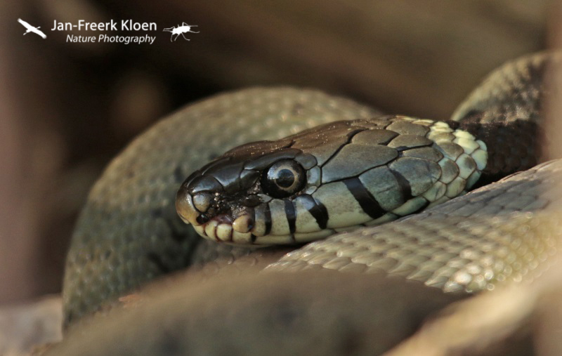 Gevlekte ringslangen Wageningse Berg – JFK Natuurblog