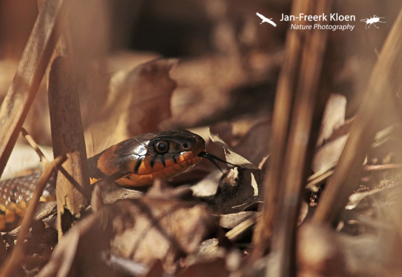 Gevlekte ringslangen Wageningse Berg – JFK Natuurblog