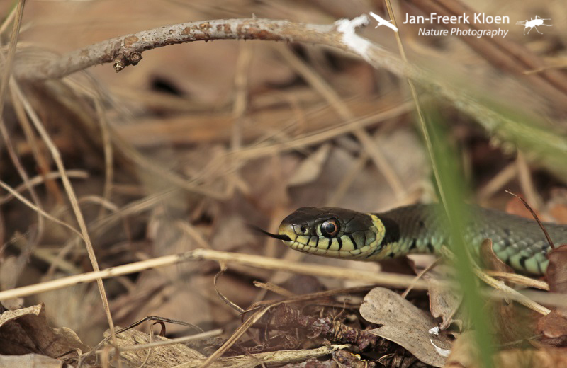 Gevlekte ringslangen Wageningse Berg – JFK Natuurblog
