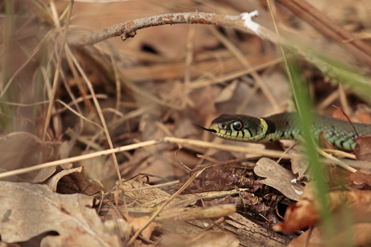 Gevlekte ringslangen Wageningse Berg – JFK Natuurblog
