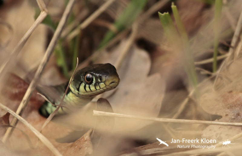 Gevlekte ringslangen Wageningse Berg – JFK Natuurblog