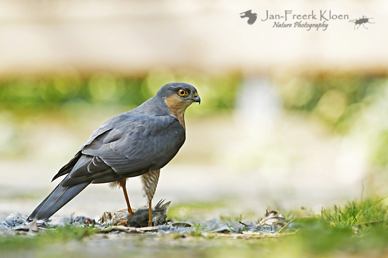 Sperwer slaat zijn slag – JFK Natuurblog