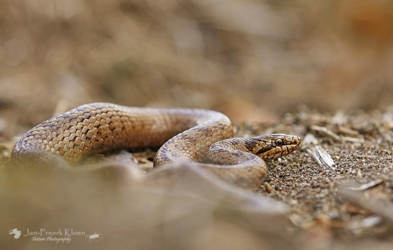 Ontmoeting met de gladde slang – JFK Natuurblog