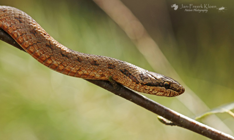 Ontmoeting met de gladde slang – JFK Natuurblog