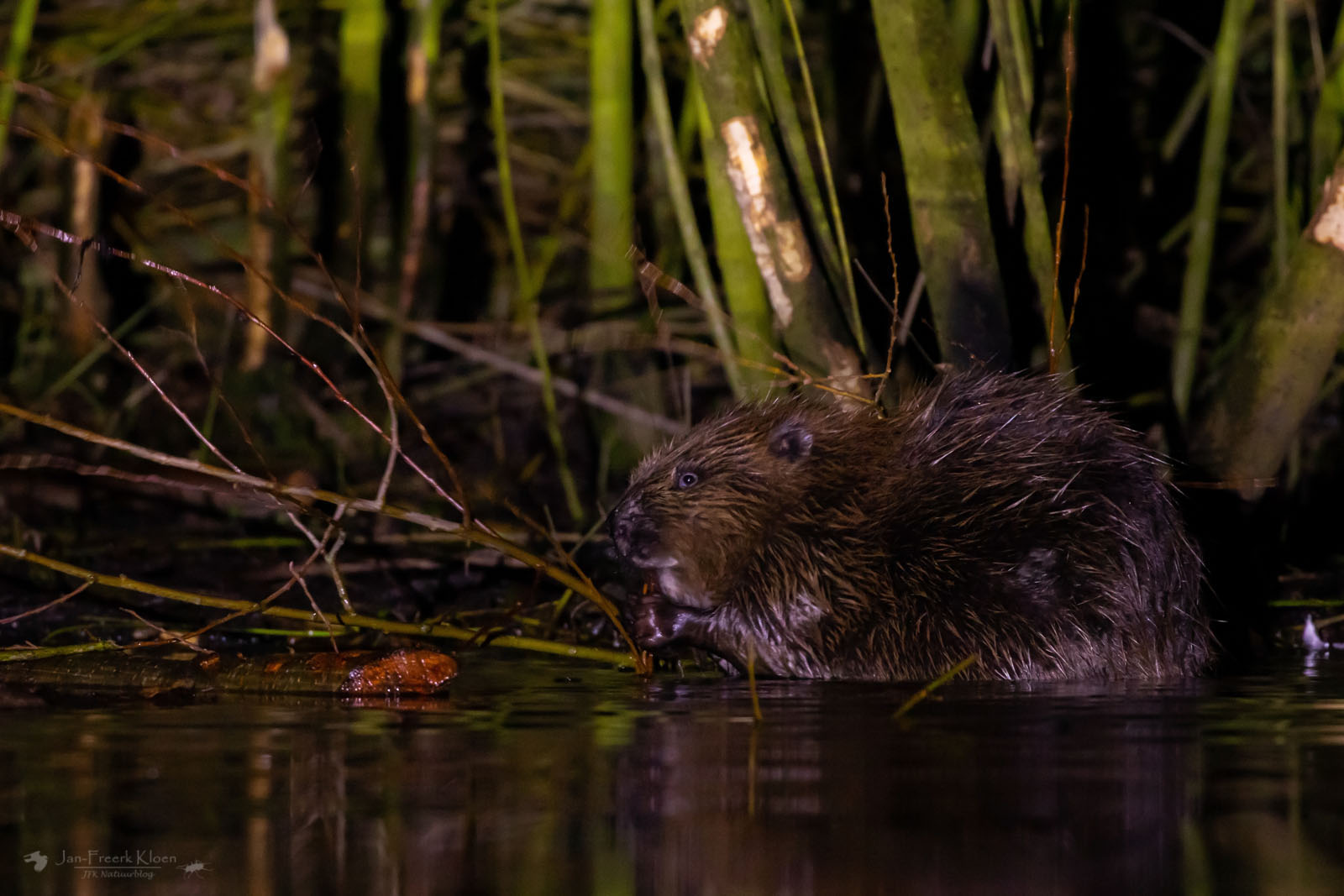 Bever als model – JFK Natuurblog
